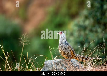 cheer pheasant or Catreus wallichii or Wallich's pheasant bird calling ...