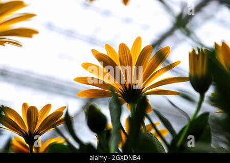 Bottom view of multiple yellow African Daisies Stock Photo - Alamy