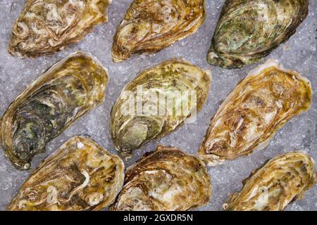 Many species of oysters are placed on the ice tray. Ordered as follows ...