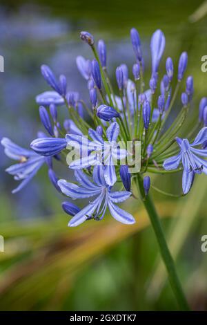 The fragile delicate flowers of the Agapanthus plant in a garden Stock ...
