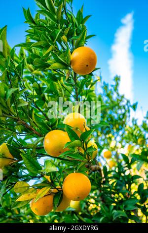Oranges branch with green leaves on tree Stock Photo - Alamy