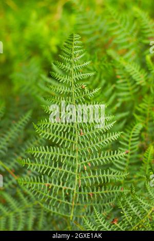 Fern leaves with beautiful pattern under bright light in summer in a ...