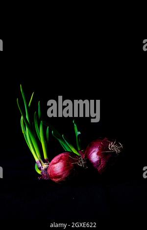 Red onions with green stems Stock Photo - Alamy