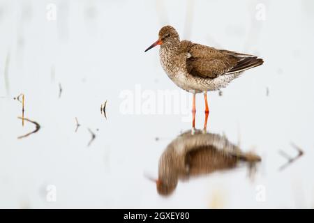 Common redshank with reflection on surface of water Stock Photo - Alamy