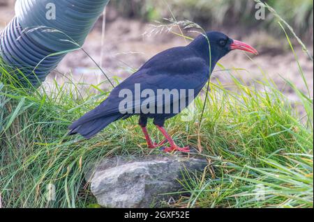 Red Billed Chough in West Cork Stock Photo - Alamy