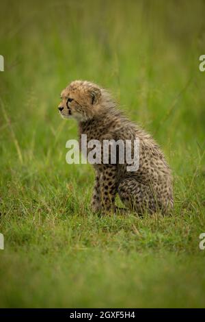 Cheetah cub sits in profile in grass Stock Photo - Alamy