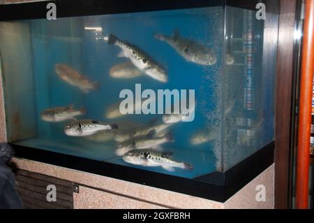Aquarium with fugu or tiger puffer, Takifugu rubripes, on display in a ...