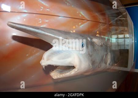 Deep sea goblin shark, Mitsukurina owstoni, on white background Stock ...
