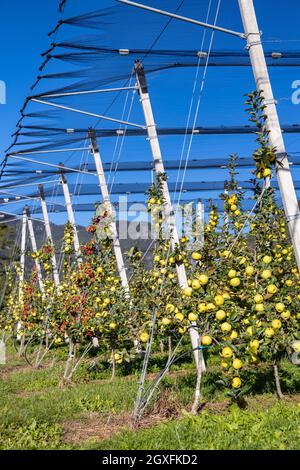 Apple orchard in Aica, South Tyrol, Italy Stock Photo - Alamy