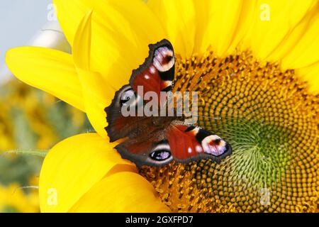 Beautiful colorful butterflies flying among the flowers Stock Photo - Alamy
