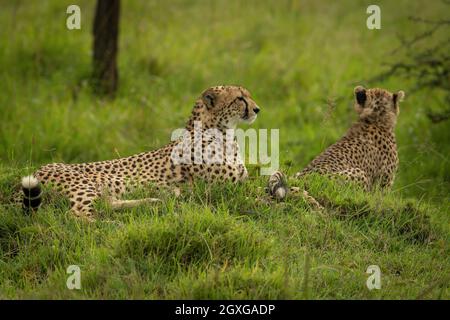 Cheetah lies on grassy mound by cub Stock Photo - Alamy