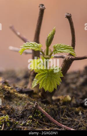 Small hop plant in spring Stock Photo - Alamy