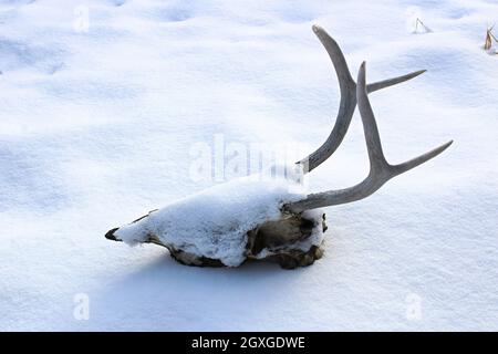 A white tail deer skull in the fresh snow Stock Photo - Alamy