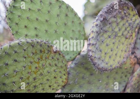 Burnt Mexican nopal cactus plants with blurry background Stock Photo ...