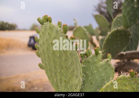 Beautiful view of Hispanic nopal plants with blurry dry grass as ...