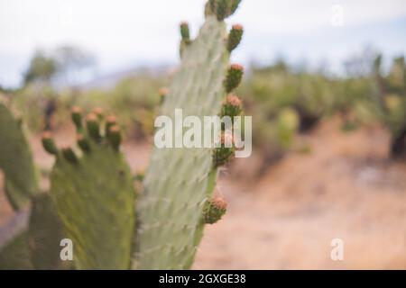 Beautiful view of Hispanic nopal plants with blurry dry grass as ...