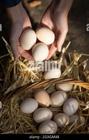 chicken eggs basket on the hey. A pile of brown eggs in a nest Stock ...
