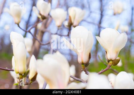 Beautiful magnolia bloosom tree flowers in the spring. Selective focus ...