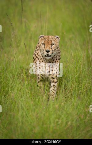 Cheetah walks towards camera through long grass Stock Photo - Alamy