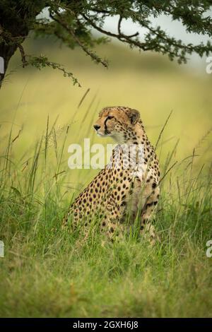 Cheetah sits under tree in long grass Stock Photo - Alamy