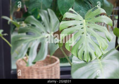 Green plant pot decorated in cafe, stock photo Stock Photo - Alamy