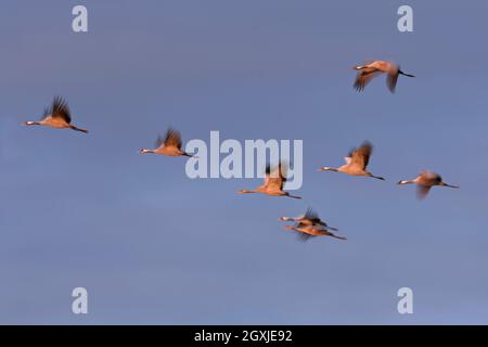 Flight of migrating cranes in cloud sky Stock Photo - Alamy