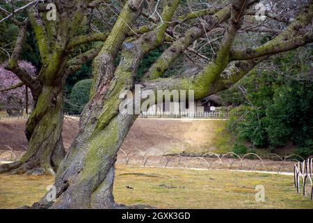 Twisted trunk of trees in the Ujo Park, Okayama, Japan Stock Photo - Alamy