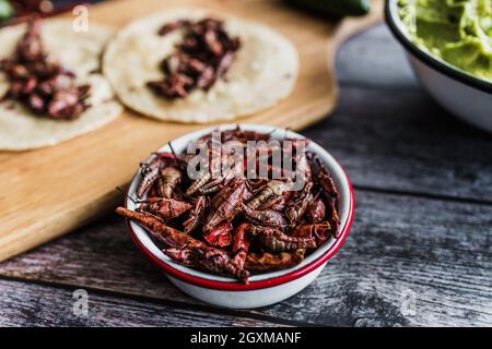 mexico, oaxaca, chapulines, insect, mexican, cuisine, cricket, fried ...