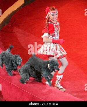Trained poodles performing in circus arena. Trained dogs in circus ...