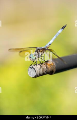 Blue Dasher dragonfly in summer perched on the end of a metal rod while ...
