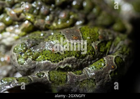 green toad (bufotes viridis), close up Stock Photo - Alamy