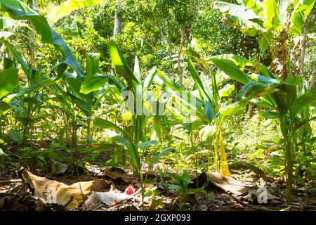 Curcuma cultivation from Zanzibar, Tanzania. Spices cultivation ...