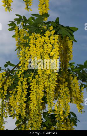 Golden (Laburnum anagyroides) chain tree Stock Photo - Alamy