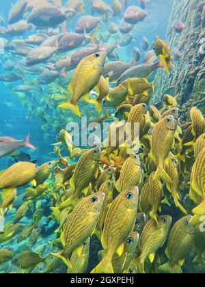 animal fish sunlight underwater colony exotic egypt hard dive deep ...