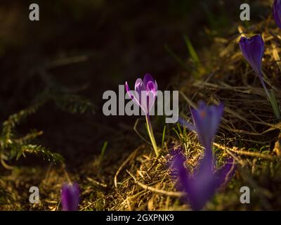 crocus purple flower first sign of spring Stock Photo - Alamy