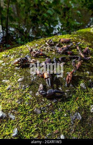 Dead crayfish shells arranged on mossy rocks by freshwater beach Stock ...