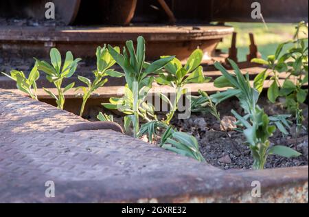 Tree growing up through a car Stock Photo - Alamy