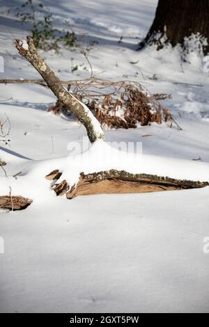 Fallen tree limb partially covered in a snowy blanket Stock Photo - Alamy