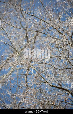 Ice covering tree limbs on a pretty, blue day Stock Photo - Alamy