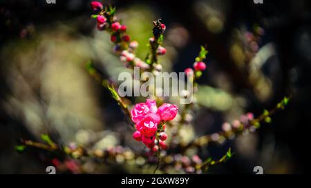 First blooms of Corinthian Rose Flowering Peach tree in spring Stock ...