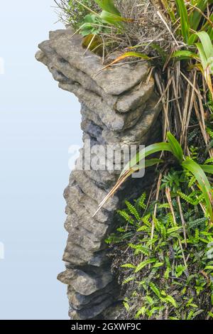 Closeup of pancake rocks in Punakaiki, New Zealand Stock Photo - Alamy