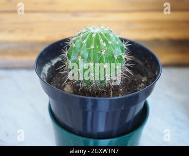 cactus (scientific classification Angiosperms Eudicots Caryophyllales ...