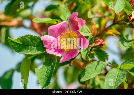 Rosehip bush blooming in spring. Bright beautiful flowers of rose hips ...