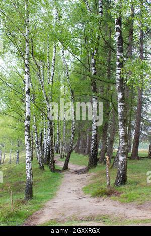 spring nature landscape - spring forest - Brachter Wald in Germany ...