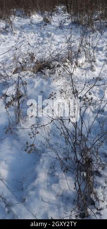 Dry grass breaking through the snow Stock Photo - Alamy