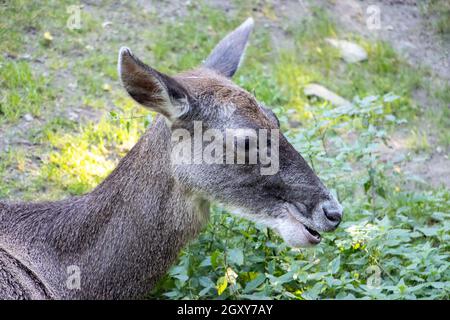 The female deer - Thorold's deer (Cervus albirostris Stock Photo - Alamy