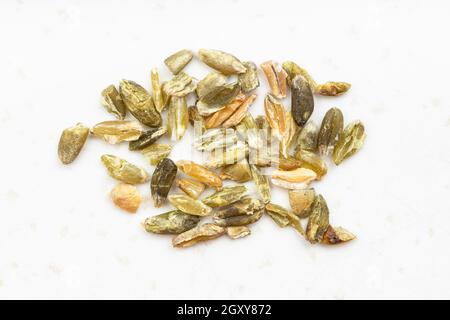 several freekeh wheat grains close up on gray ceramic plate Stock Photo ...