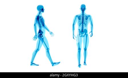 4K Anatomy concept of a Xray man walking Stock Photo - Alamy