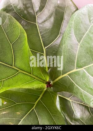 Top view of fiddle leaf fig , stock photo Stock Photo - Alamy