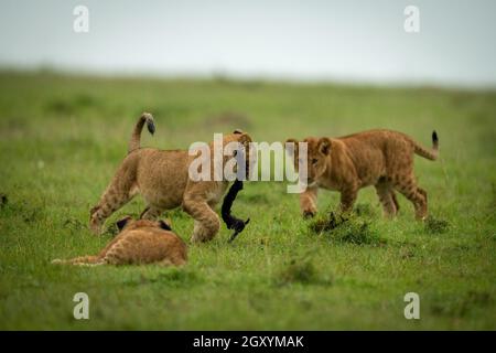 Lion cub chases another carrying stick around Stock Photo - Alamy
